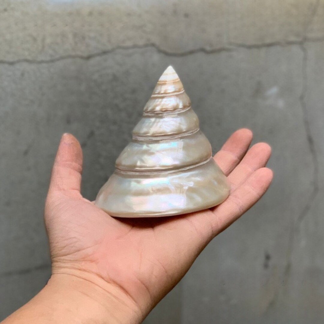 Beautiful Large Conch Shell, Snail Shell for Home Decor, Seashell Decor ...