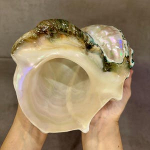 8”, 2.52lbs Giant Turbo Marmoratus Shell | Rare Banded Conch for Home ...