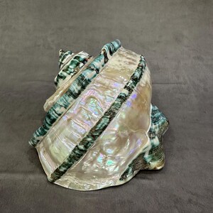 8”, 2.52lbs Giant Turbo Marmoratus Shell | Rare Banded Conch for Home ...