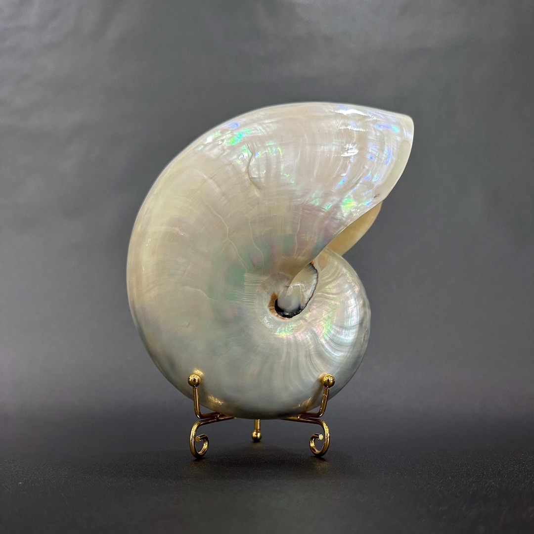 7.2” (180mm) Pearl Polished Nautilus Shell, Tiger Chambered, Beautiful ...