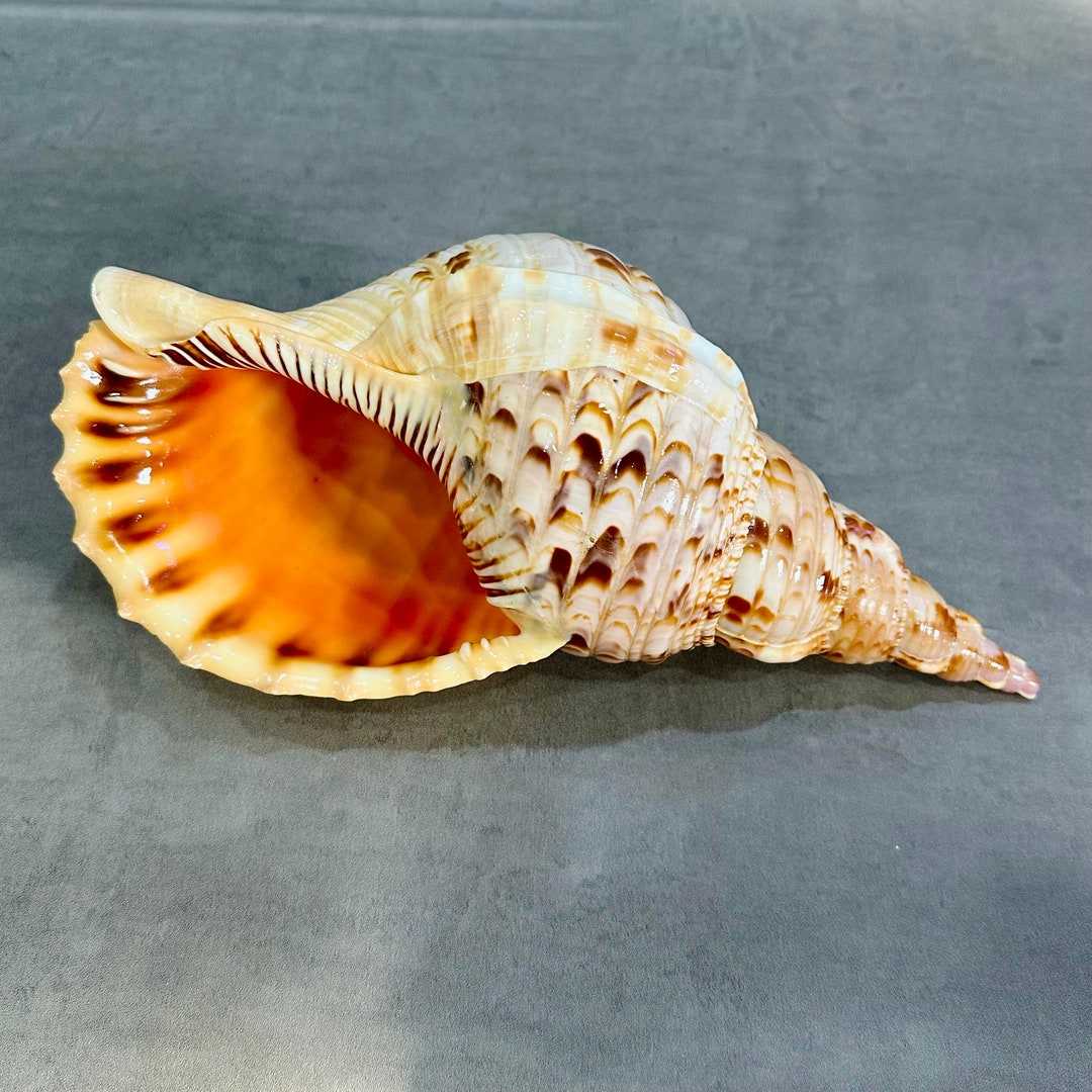13” (33cm) Super Large Triton Trumpet Seashell, Natural Rare Triton ...