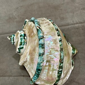 8”, 2.52lbs Giant Turbo Marmoratus Shell | Rare Banded Conch for Home ...