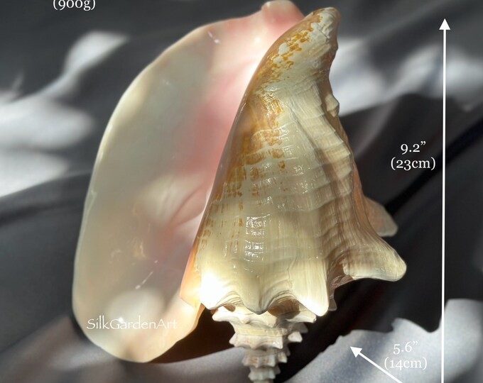 9.2”-9.6” Huge Real Rare Polished Pink Queen Conch Shell, Spiral Star ...