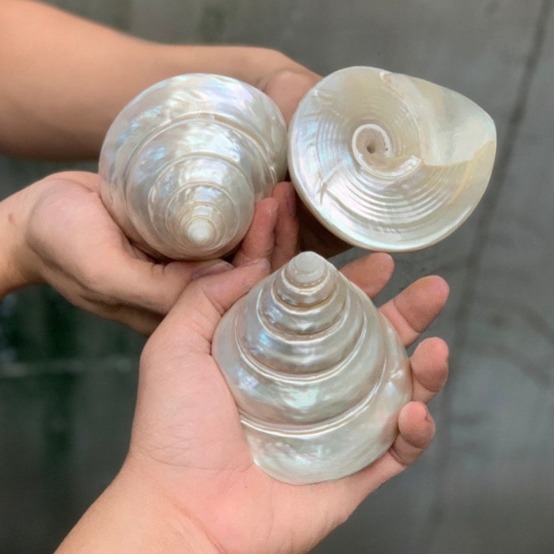 Beautiful Large Conch Shell, Snail Shell for Home Decor, Seashell Decor ...