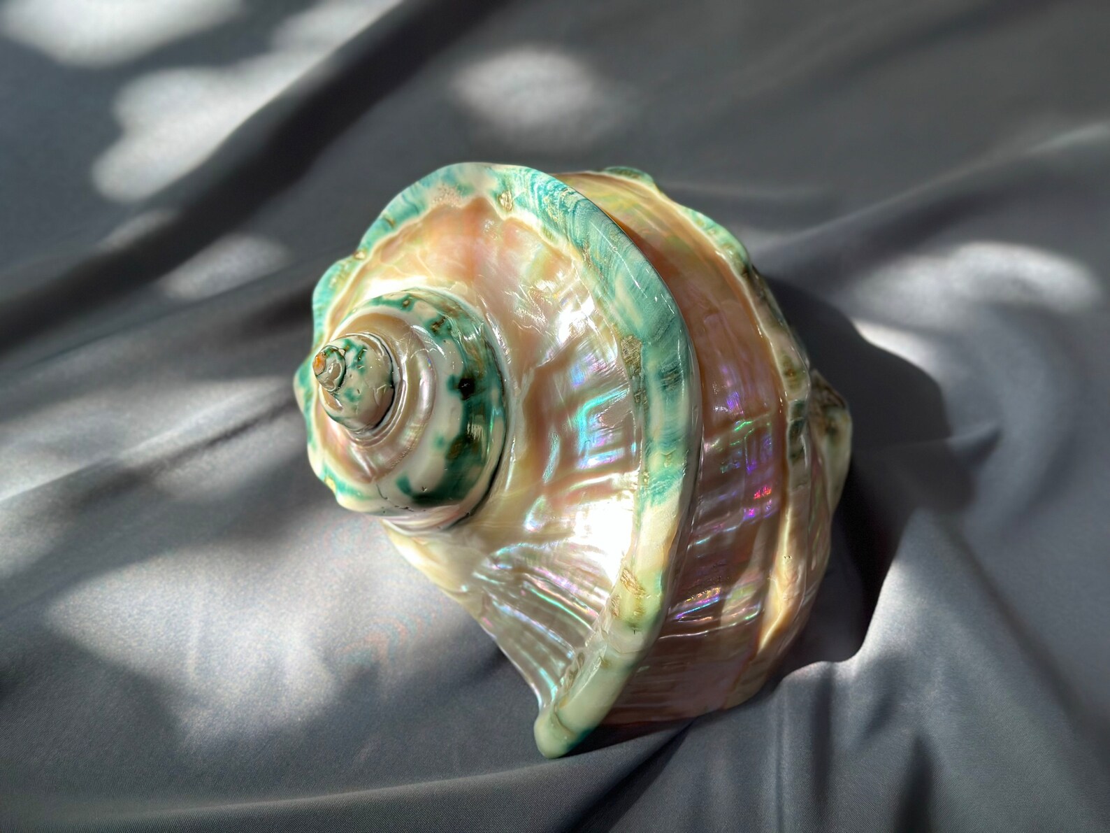 6 Giant Turbo Marmoratus Banded Seashell, Nautical Decor, Display Shell ...