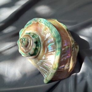 6 Giant Turbo Marmoratus Banded Seashell, Nautical Decor, Display Shell ...