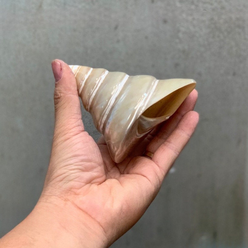 Beautiful Large Conch Shell, Snail Shell for Home Decor, Seashell Decor ...