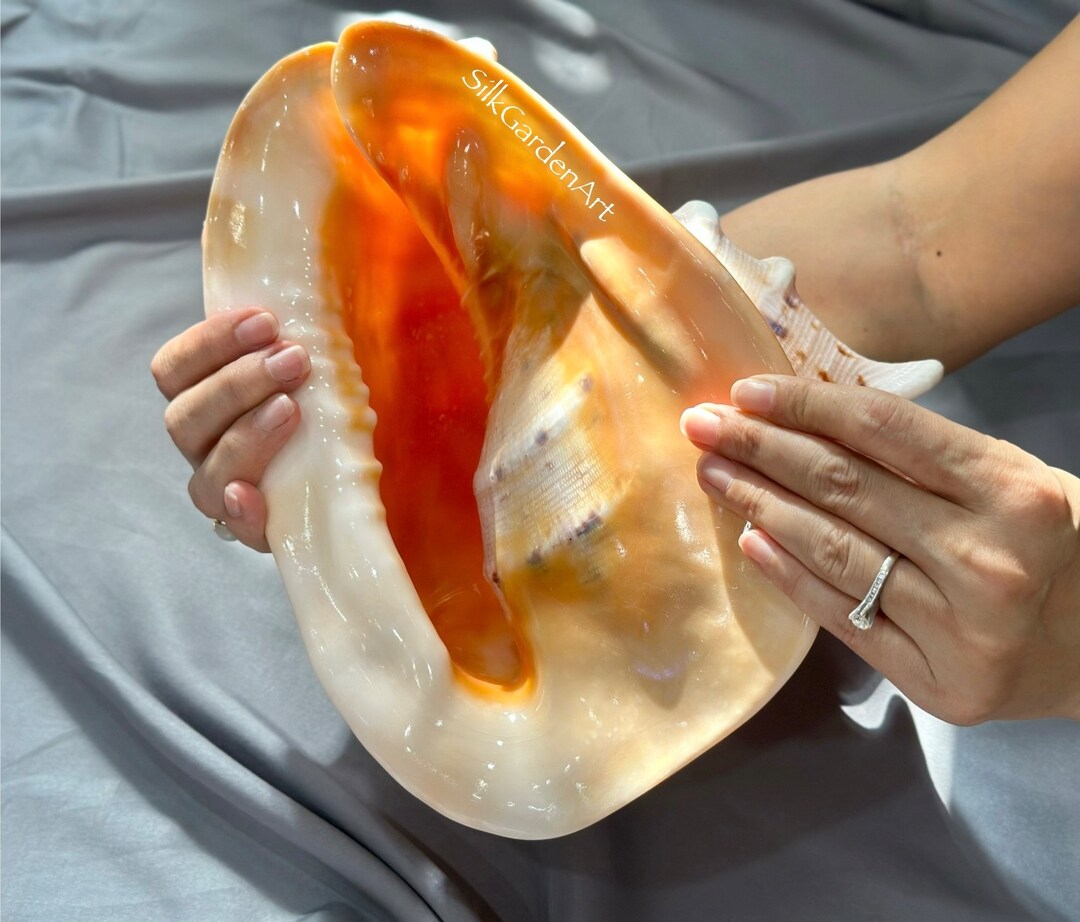 3-45lbs 1300-1800g Cassis Cornuta Shell, Helmet Shell, Giant Shell ...