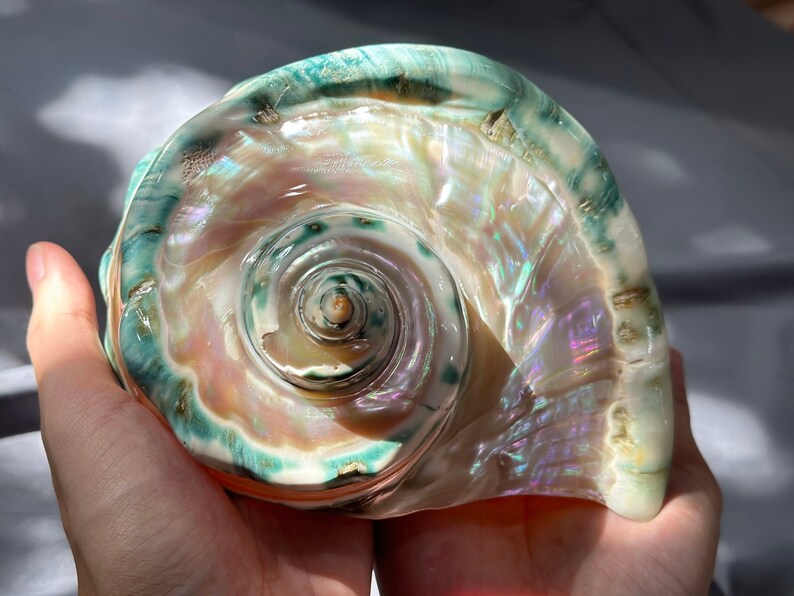 6 Giant Turbo Marmoratus Banded Seashell, Nautical Decor, Display Shell ...