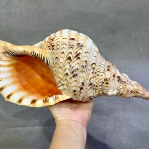 12-14.8" (300-370mm) Large Triton Trumpet Conch Shell, Natural Queen ...
