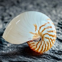 Silver Gilded Large Chambered Nautilus Sea Shell With Leg Stand Rare ...
