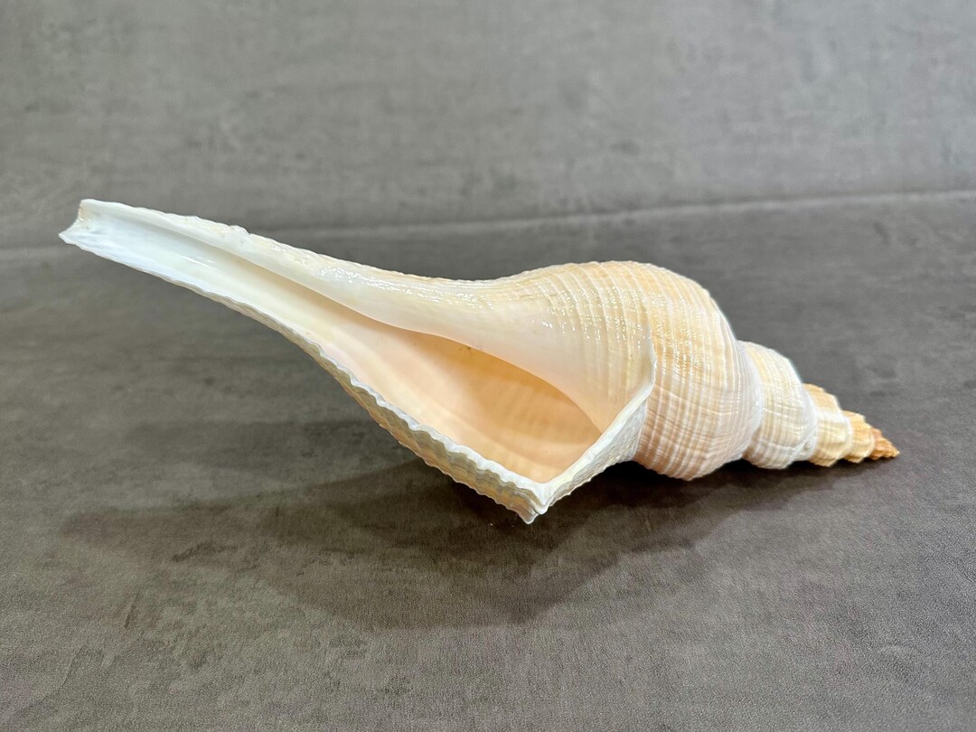 12” Hemifusus Colosseus Shell, Giant Spindle, Colossal Fusus, Giant ...