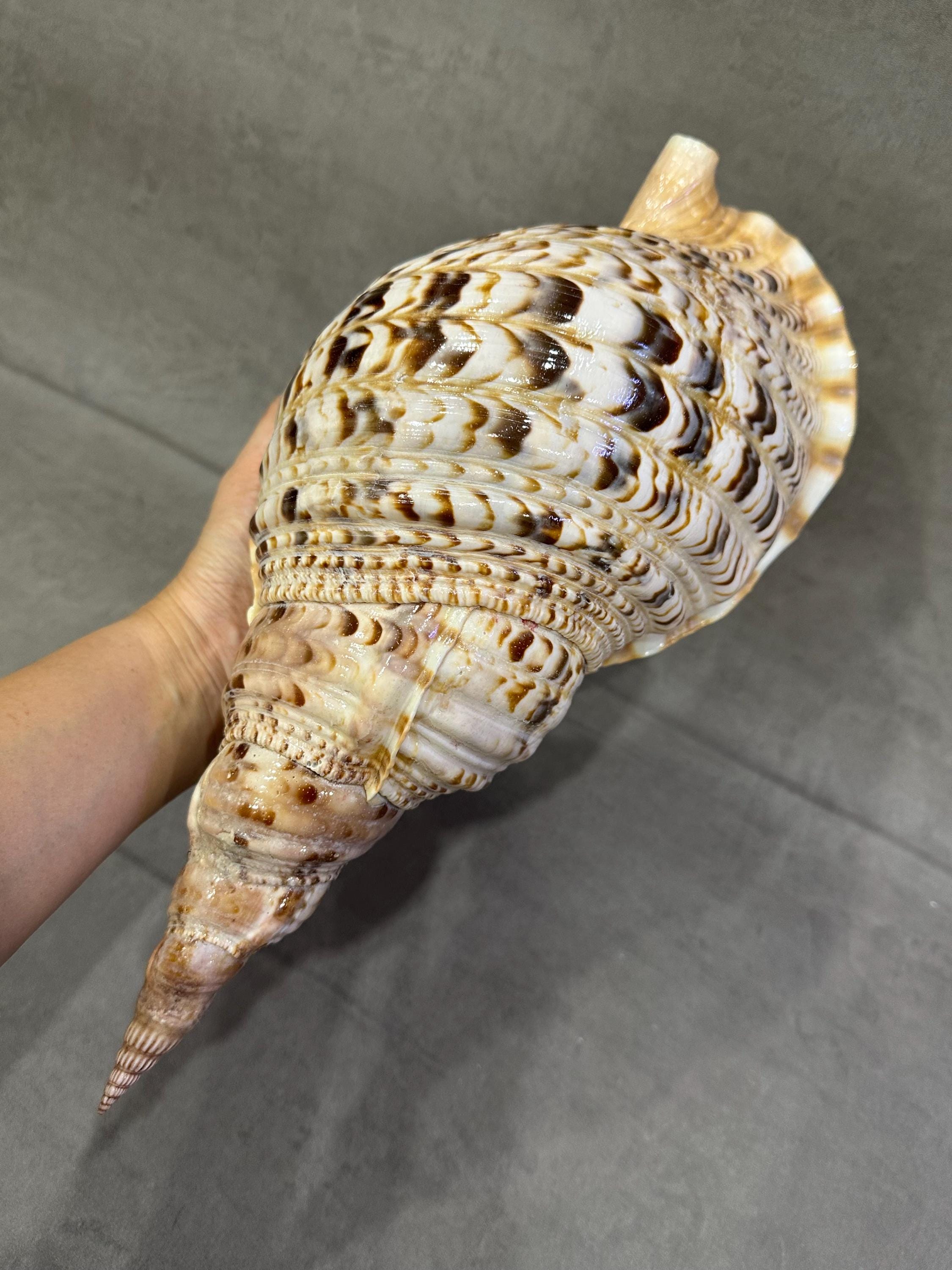 12-14.8" (300-370mm) Large Triton Trumpet Conch Shell, Natural Queen ...