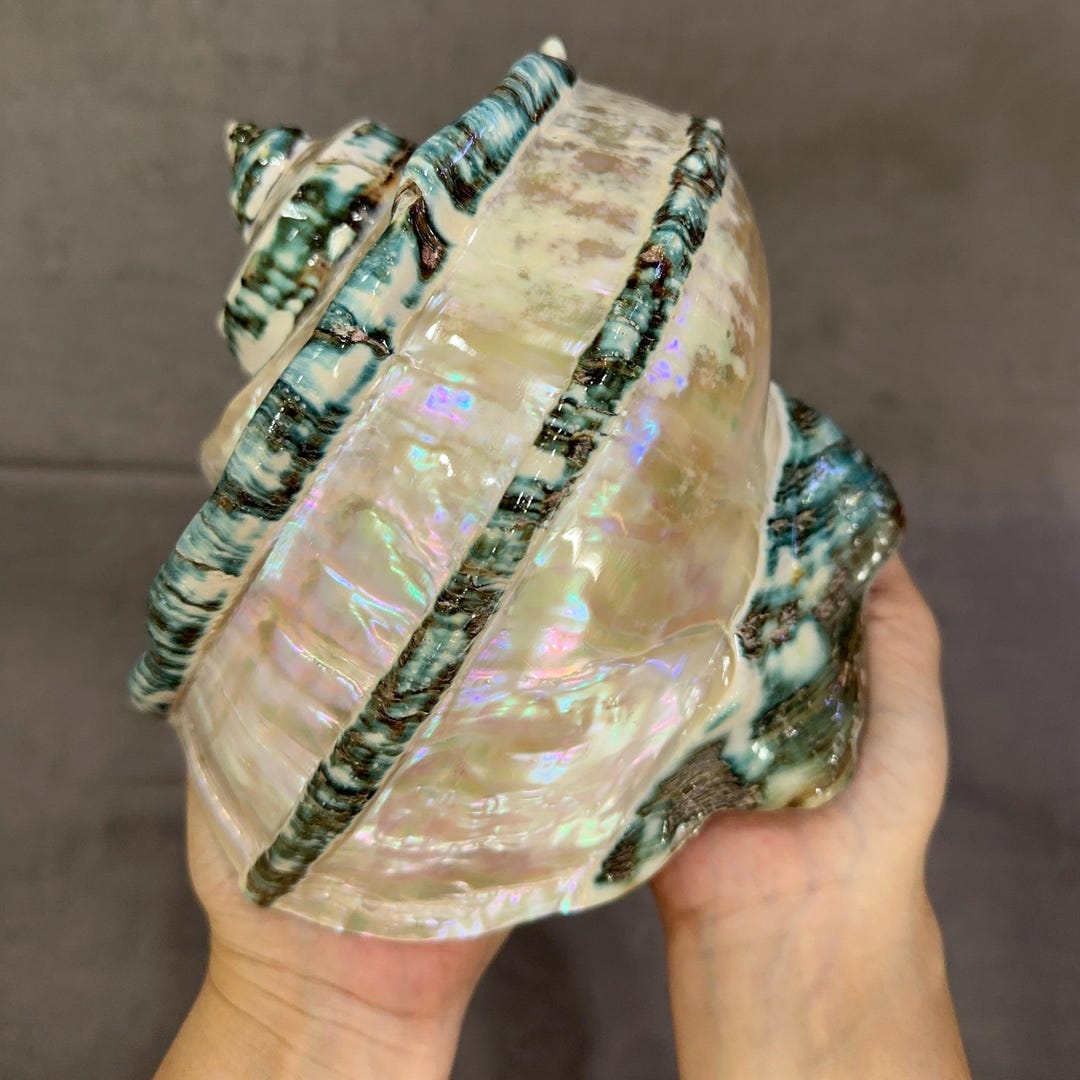8”, 2.52lbs Giant Turbo Marmoratus Shell | Rare Banded Conch for Home ...