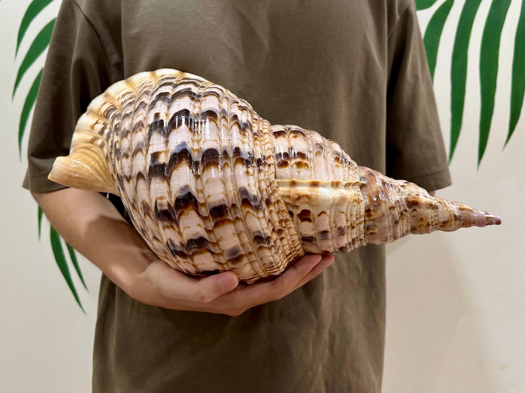 17.2" (43cm) Extremely Large Triton Trumpet Seashell: Natural Rare Huge ...