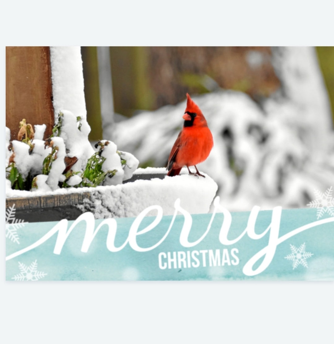 Cardinal Christmas Card, Holiday Card, Holidays, Gifts, Letter, Bird ...