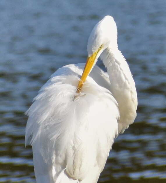 Photography Pensacola Florida Photograph // White Bird Print // Bird ...
