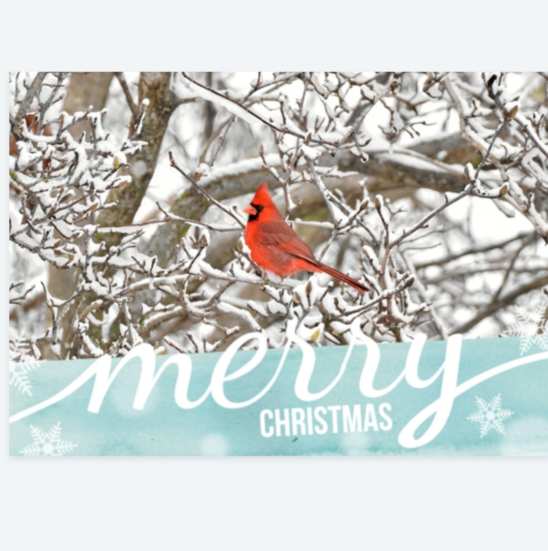 Cardinal Christmas Card, Holiday Card, Holidays, Gifts, Letter, Bird ...