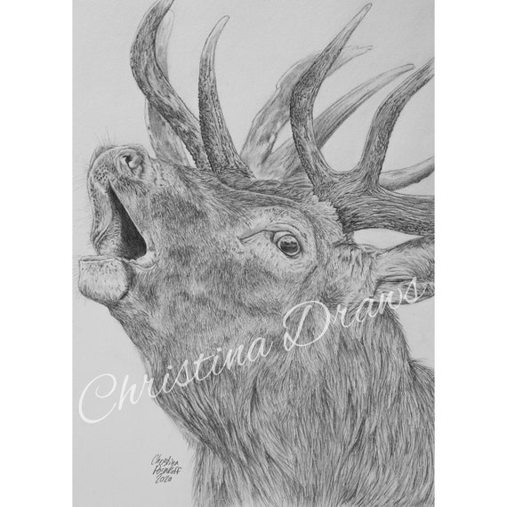 Bull Elk Bugling Drawing