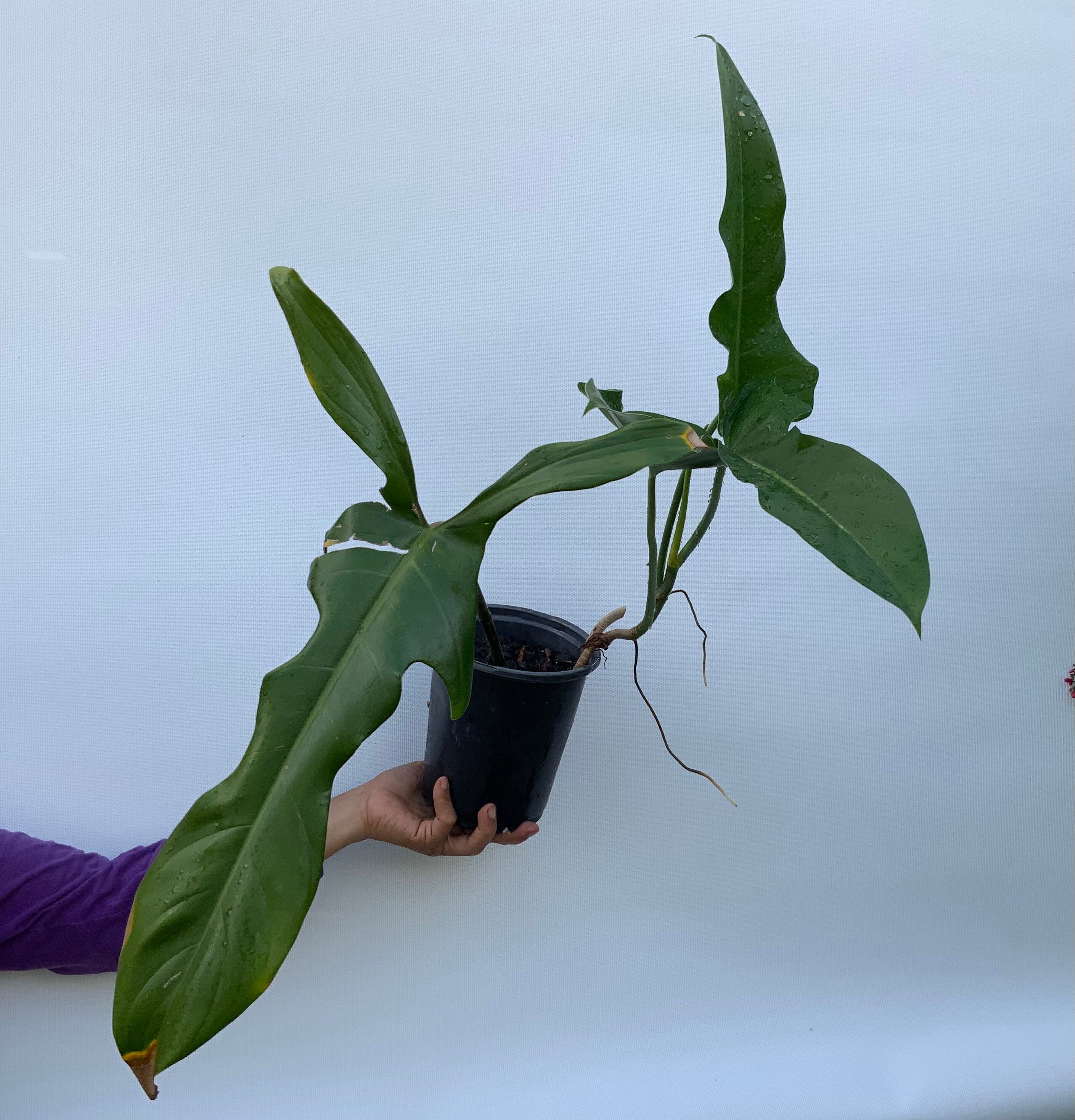 FL US XL Rare Philodendron Jerry Horne Hybrid Actual Plant Craft ...