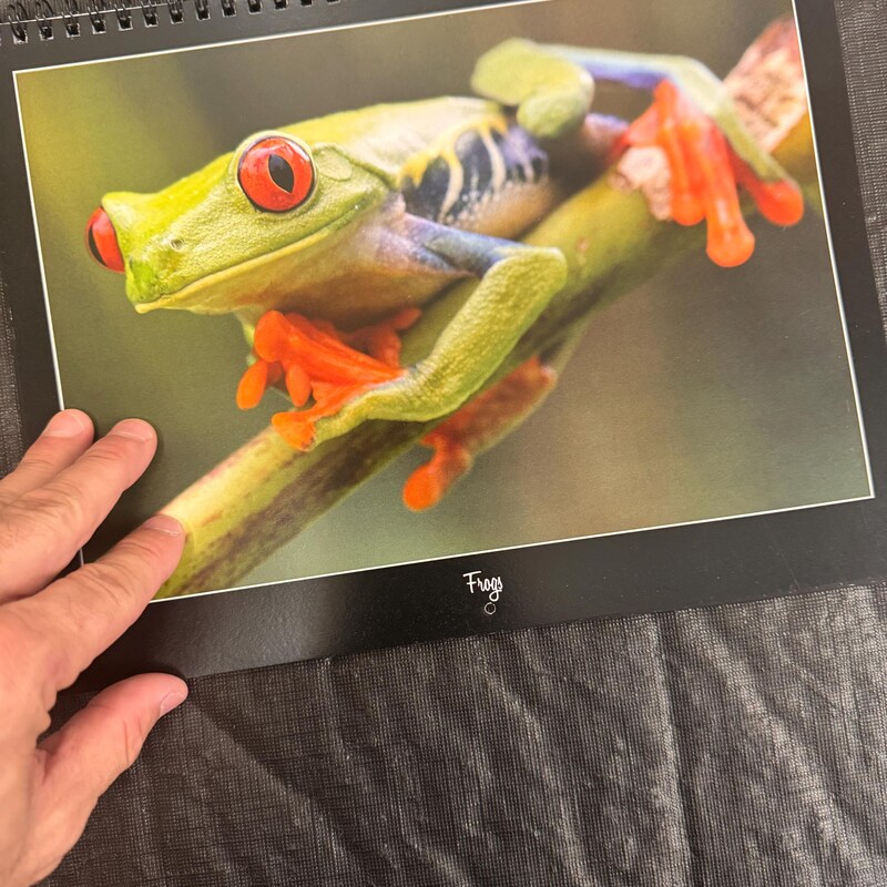 Frog Desk Calendar 2026 - Etsy