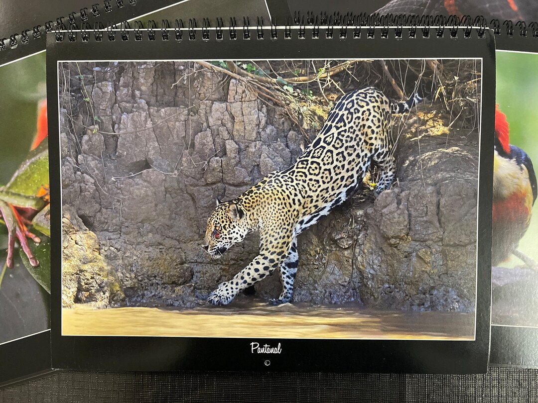 2024 Pantanal WILDLIFE Conservation Calendar ALL NEW - Etsy
