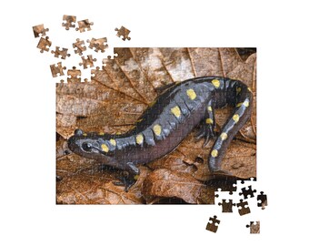 Salamander Puzzle - Etsy