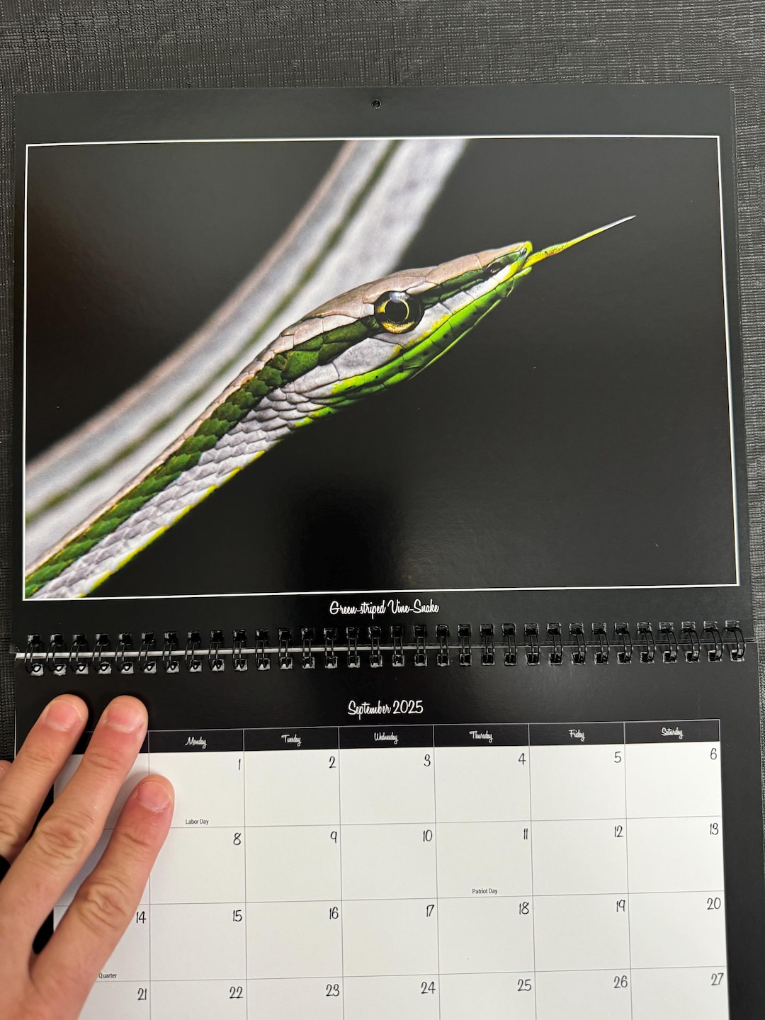 2025 Snakes Calendar (ecuador) - ALL Profits to Wildlife Conservation ...