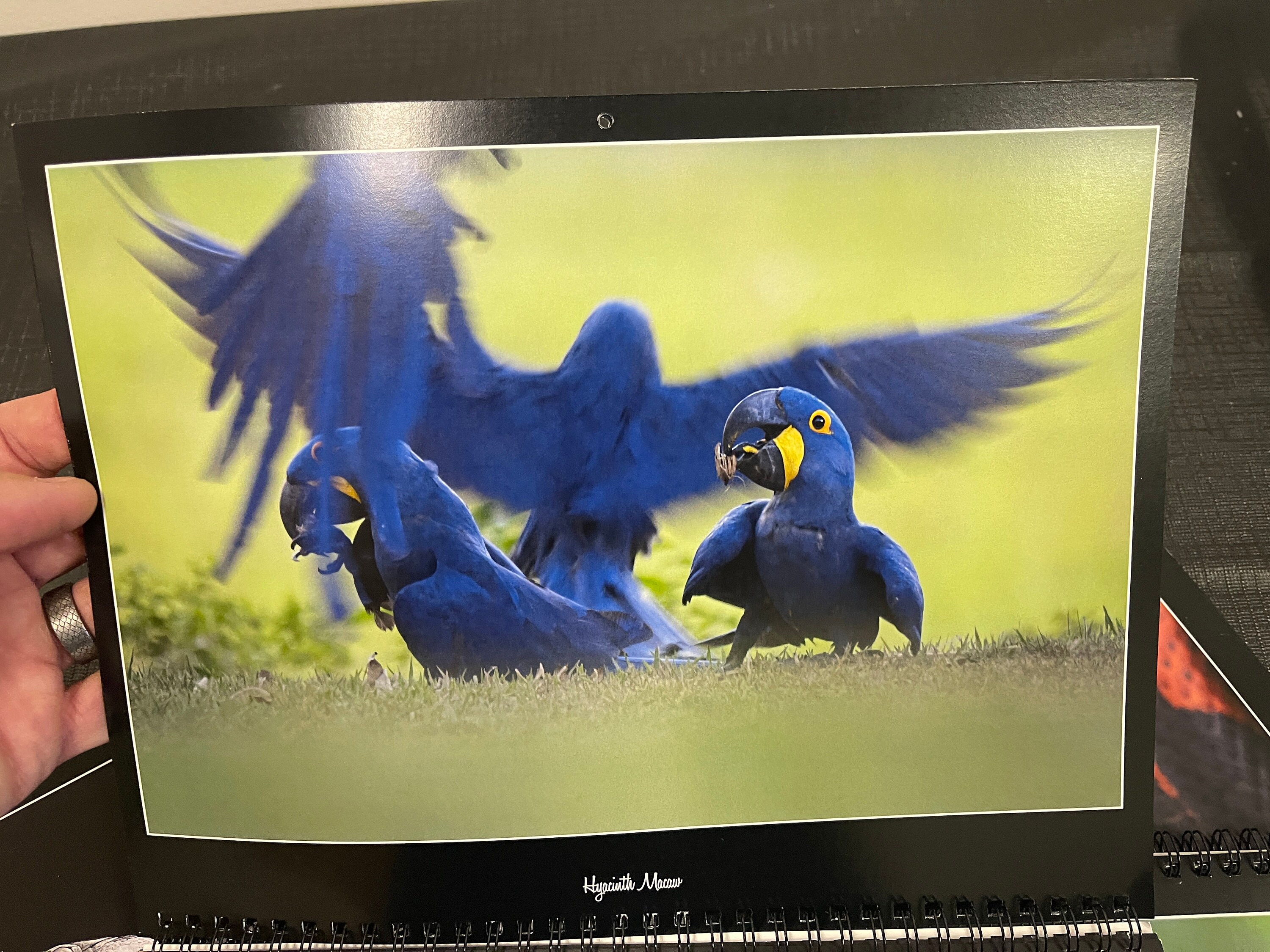 2024 Pantanal WILDLIFE Conservation Calendar ALL NEW - Etsy