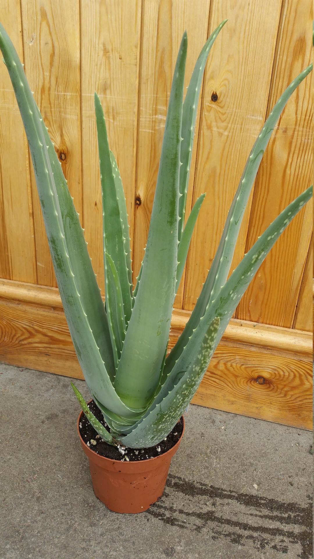 Aloe Vera Extra Large 14cm Pot - Etsy UK