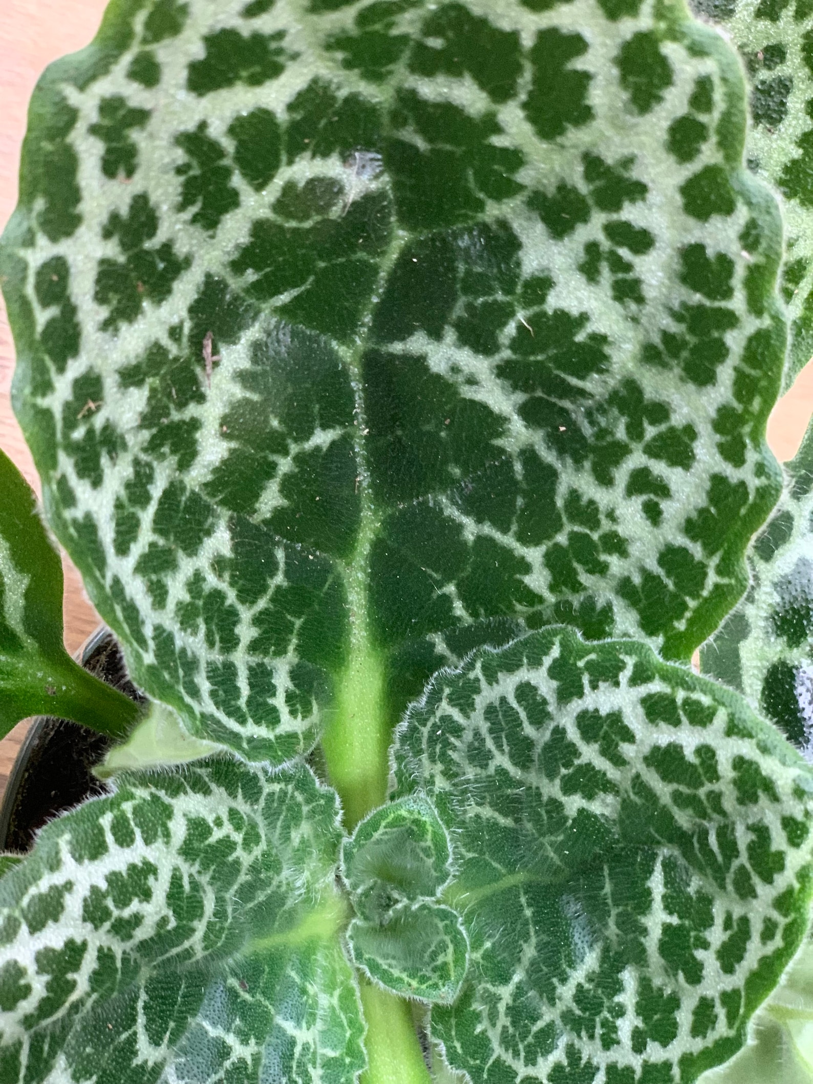 RARE Streptocarpus pretty Turtle - Etsy UK