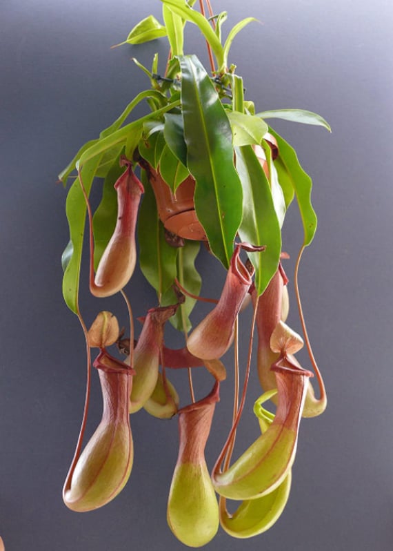 NEPENTHES ALATA Pitcher Plant. Carnivorous Plant-monkey Jars | Etsy UK