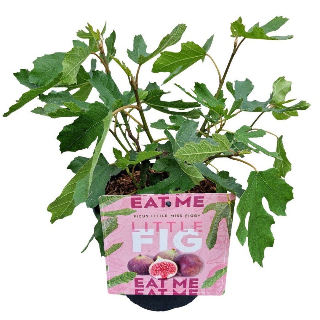 Ficus little Miss Figgy Fig Plant - Etsy UK