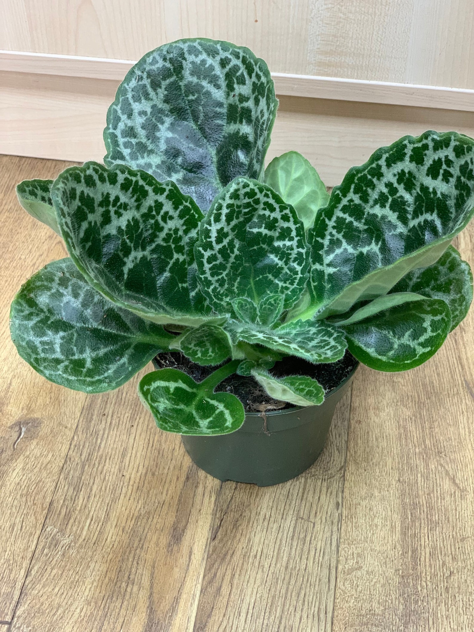 RARE Streptocarpus pretty Turtle - Etsy UK