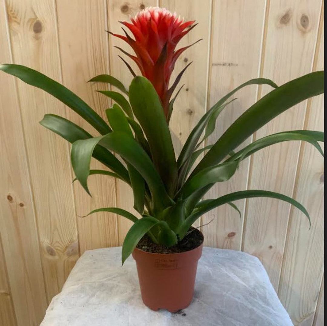 Bromelia Guzmania Hope 12cm Pot - Etsy UK