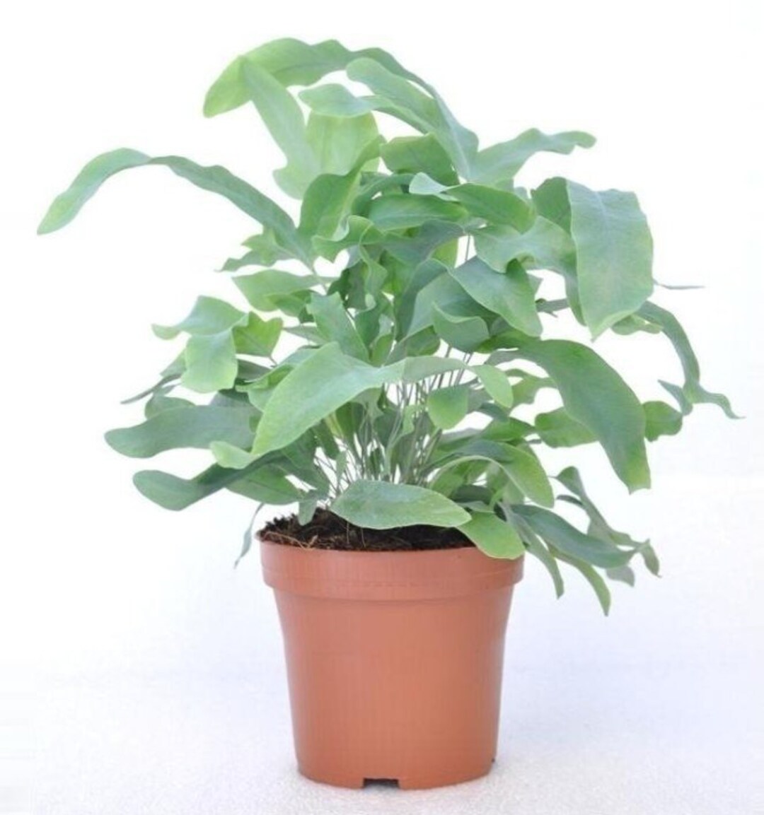 Rabbit's Foot Fern Bears Paw Fern Phlebodium Aureum 'blue Star' - Etsy UK