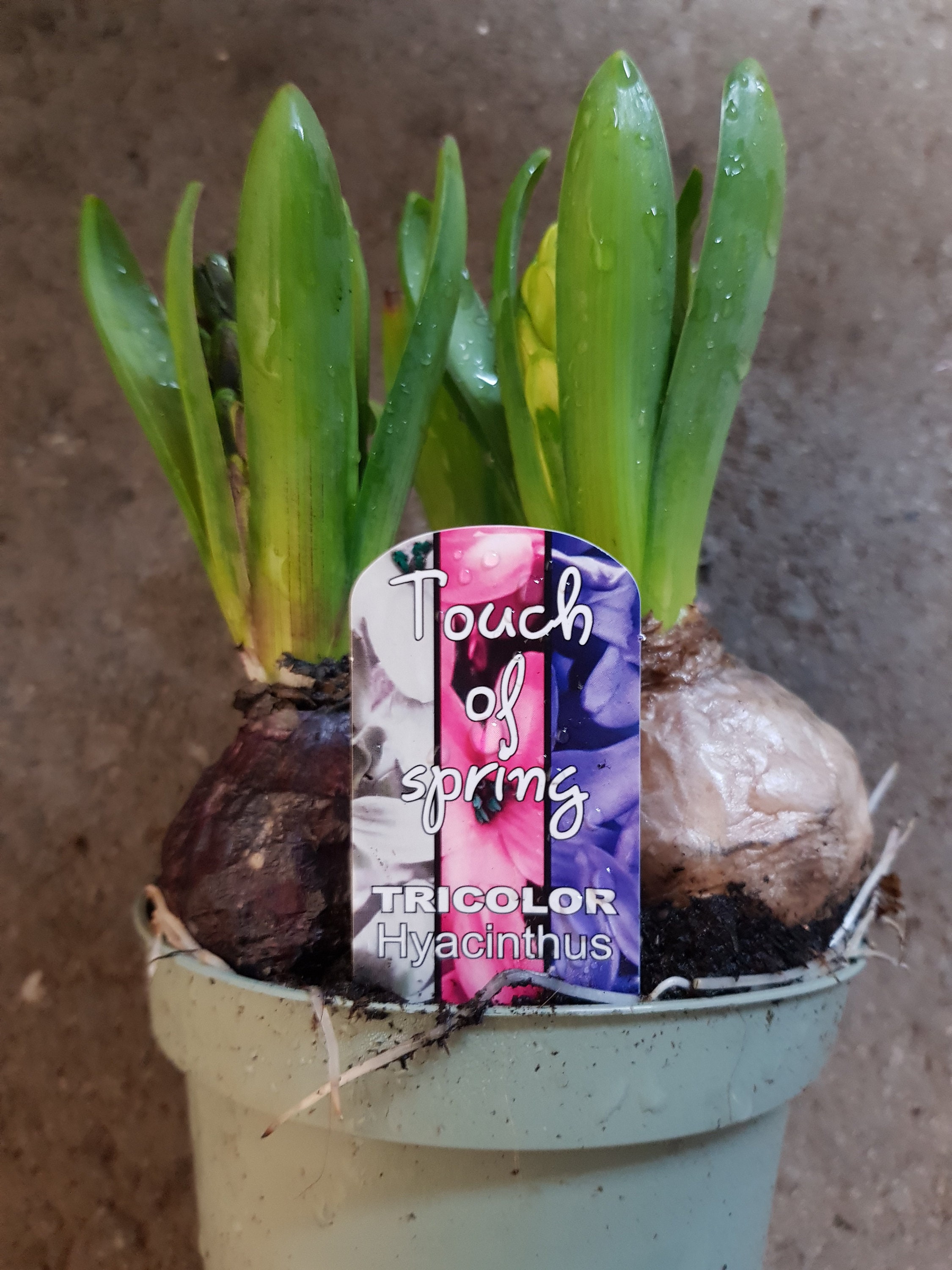 Potted Hyacinth Bulbs 3 Bulbs in Pot - Etsy UK
