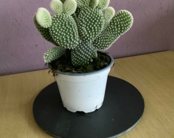 Opuntia Consolea Cacti Plant in a 12cm Pot Prickly Pear Cacti ...