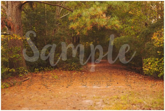 Autumn Thru the Woods Digital Background and Fine Art Backdrop - Etsy