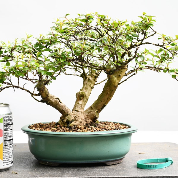 Crape Myrtle Plant - Etsy