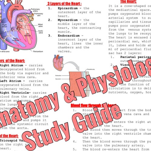 Brain Anatomy and Physiology Nursing Student Study Guide | Etsy