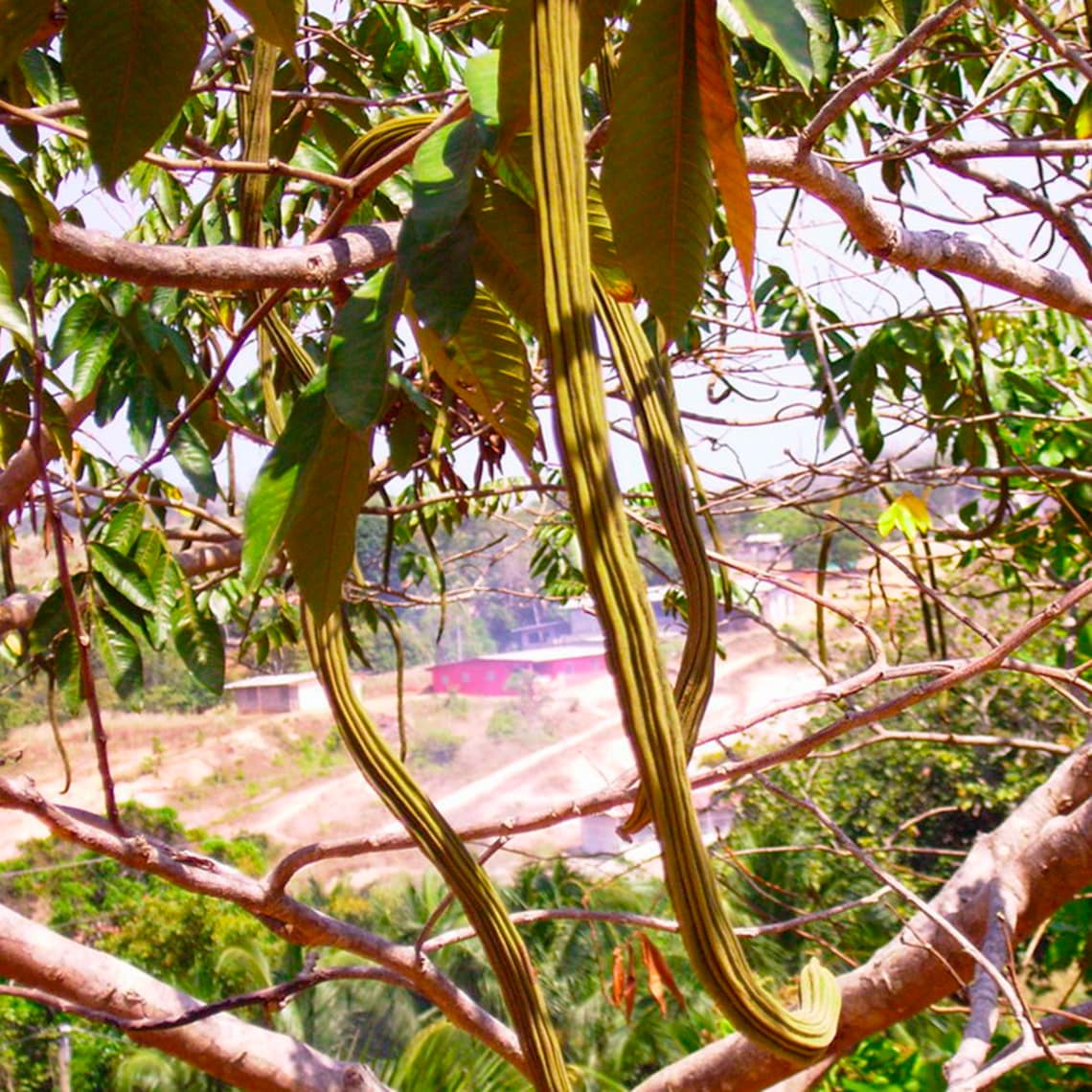 GUABA POWDER for Sale inga Edulis Herbs Powdered LEAVES - Etsy