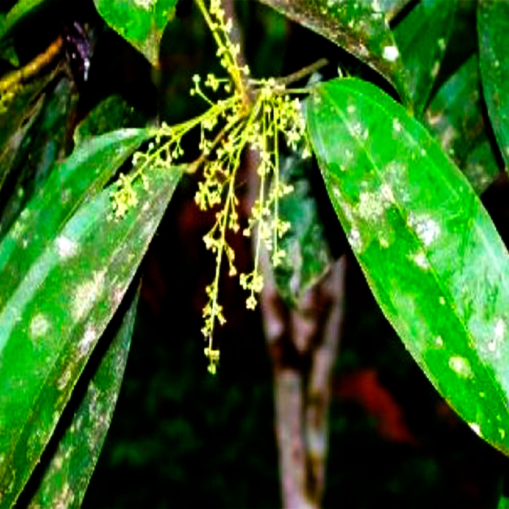 MOTELO SANANGO ABUTA Paste For Sale Abuta Grandifolia - Etsy España