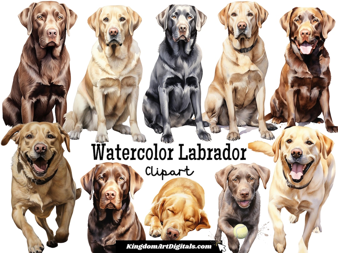 Watercolor Labrador Clipart Set PNG | Painted Labrador Dog ...