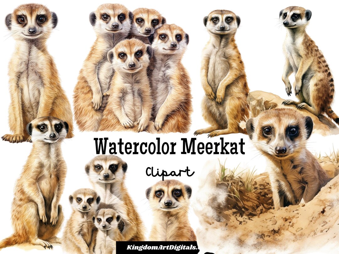 Watercolor Meerkat Clipart Set PNG | Painted Savannah Deserts African ...