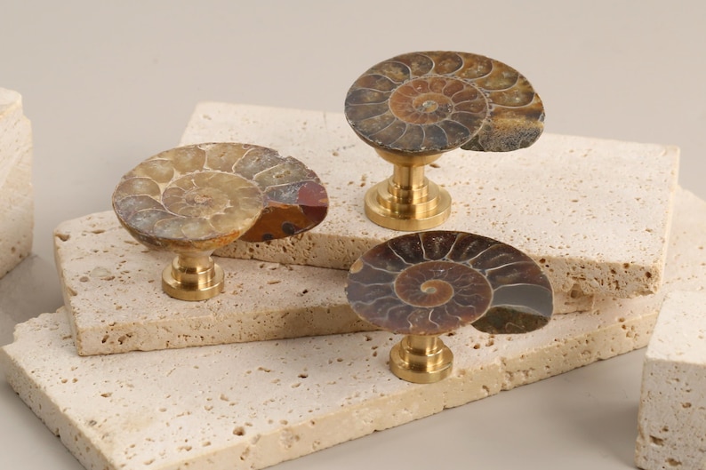 Nautilus Shell Fossils Drawer Cabinet Knobs, Colorful Brass Dresser ...