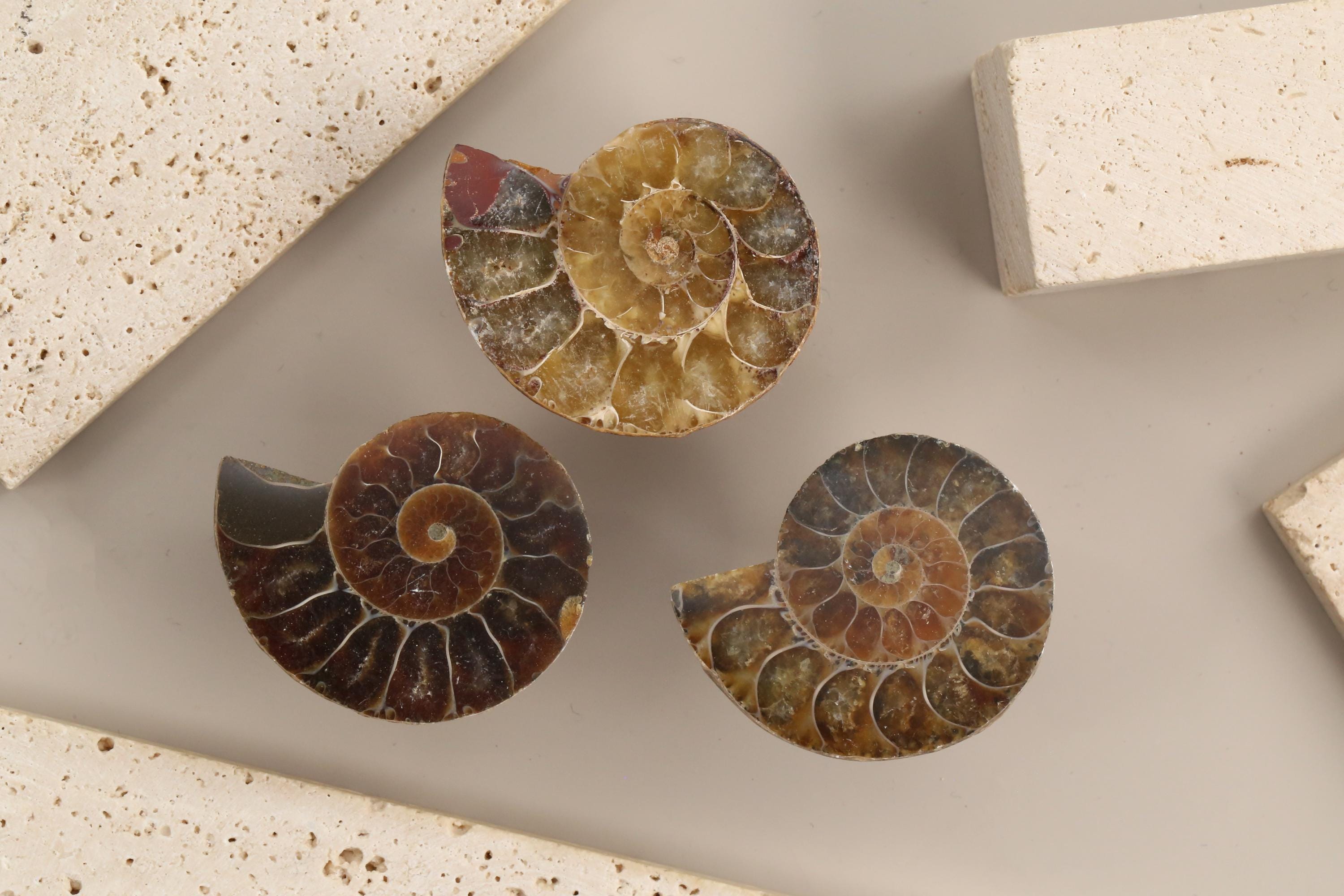 Nautilus Shell Fossils Drawer Cabinet Knobs, Colorful Brass Dresser ...