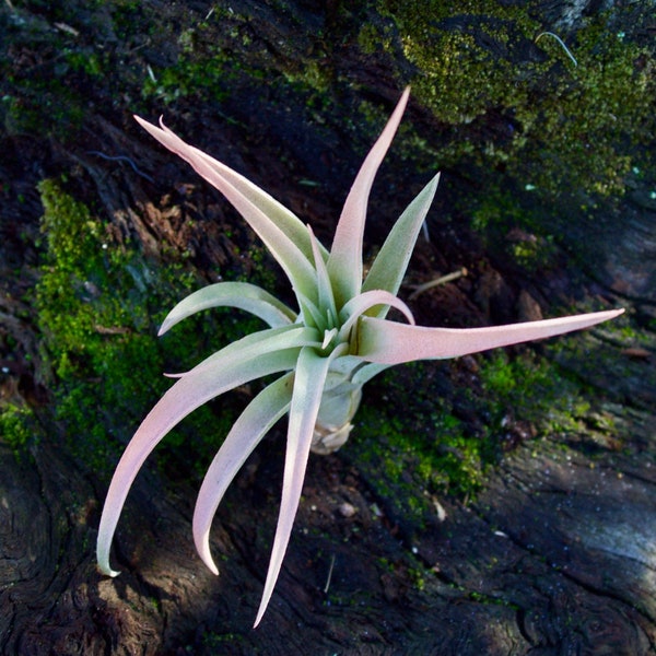 Color Enhanced Air Plants - Etsy
