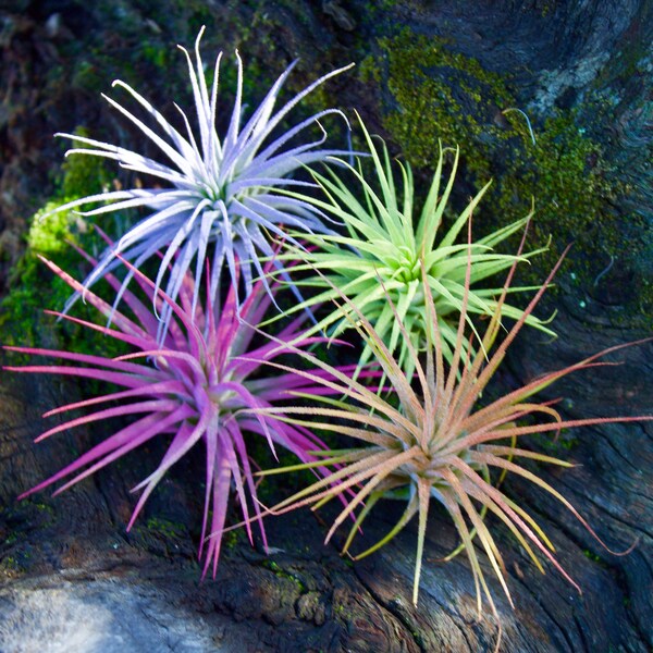 Large Air Plant - Etsy