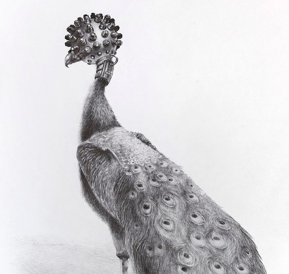 Peacock Drawing Cross hatching Art Print 420x297mm 16.5x11.7 Inches Surreal Black and White Original Wall Art Signed by Artist Etsy UK